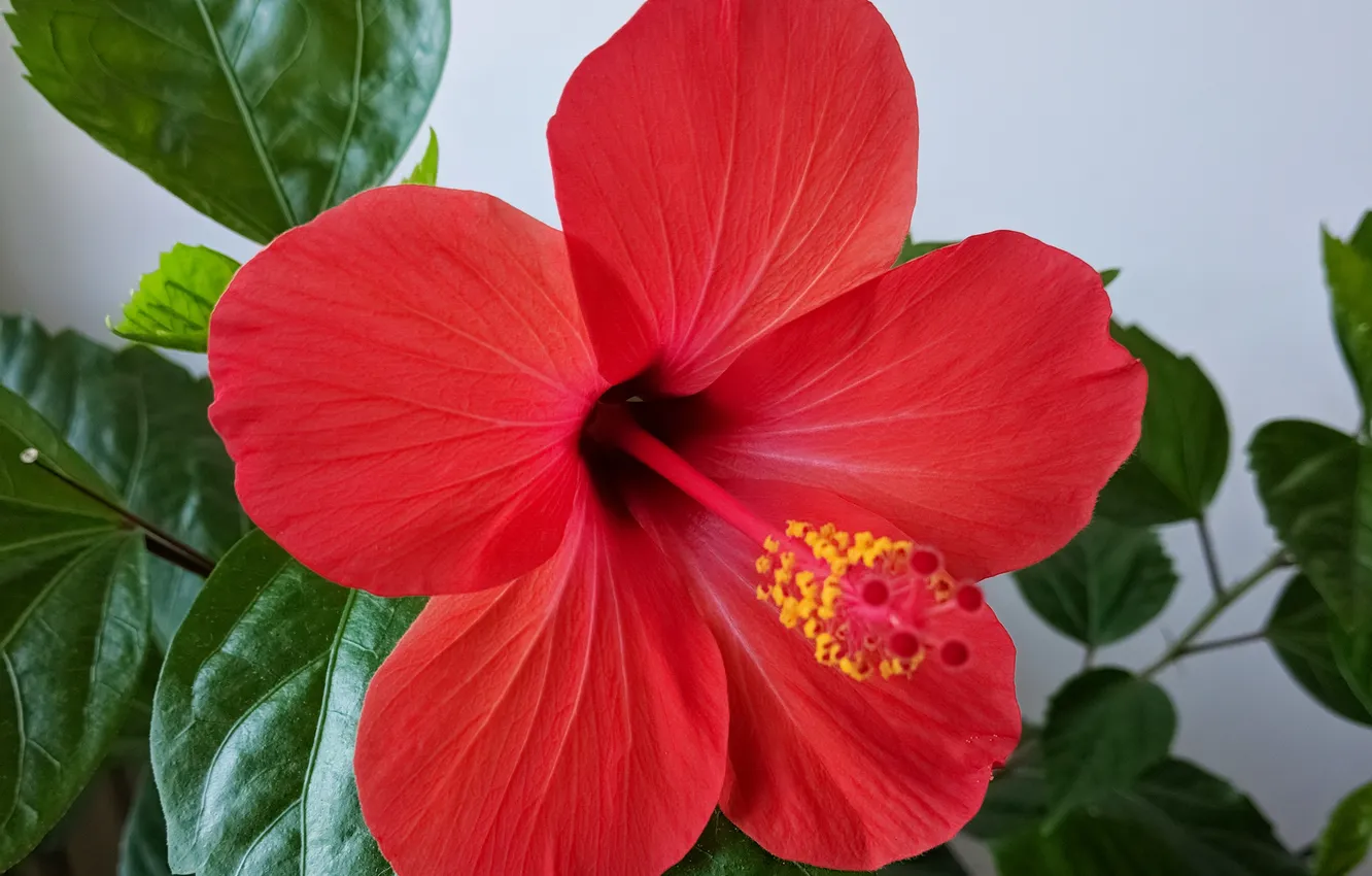 Wallpaper flowers, red, red, flowers, Chinese rose, Red flower ...