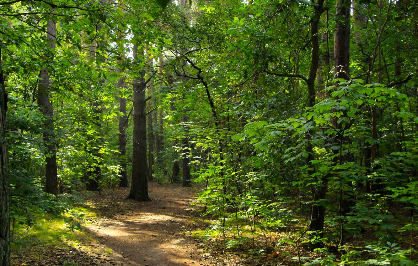 Wallpaper forest, trees, park for mobile and desktop, section пейзажи ...