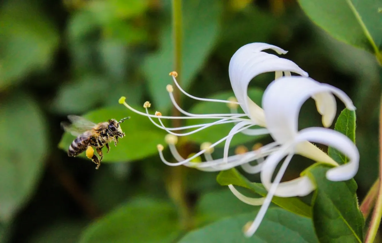 Wallpaper flower, flight, nature, bee images for desktop, section ...