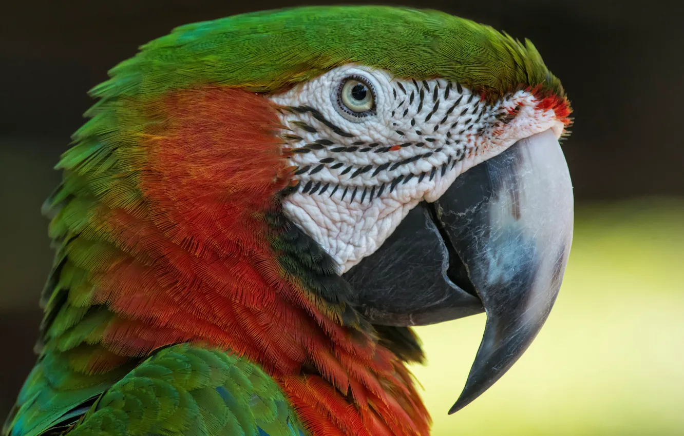 Wallpaper bird, parrot, Ara, Small soldiers Ara for mobile and desktop ...