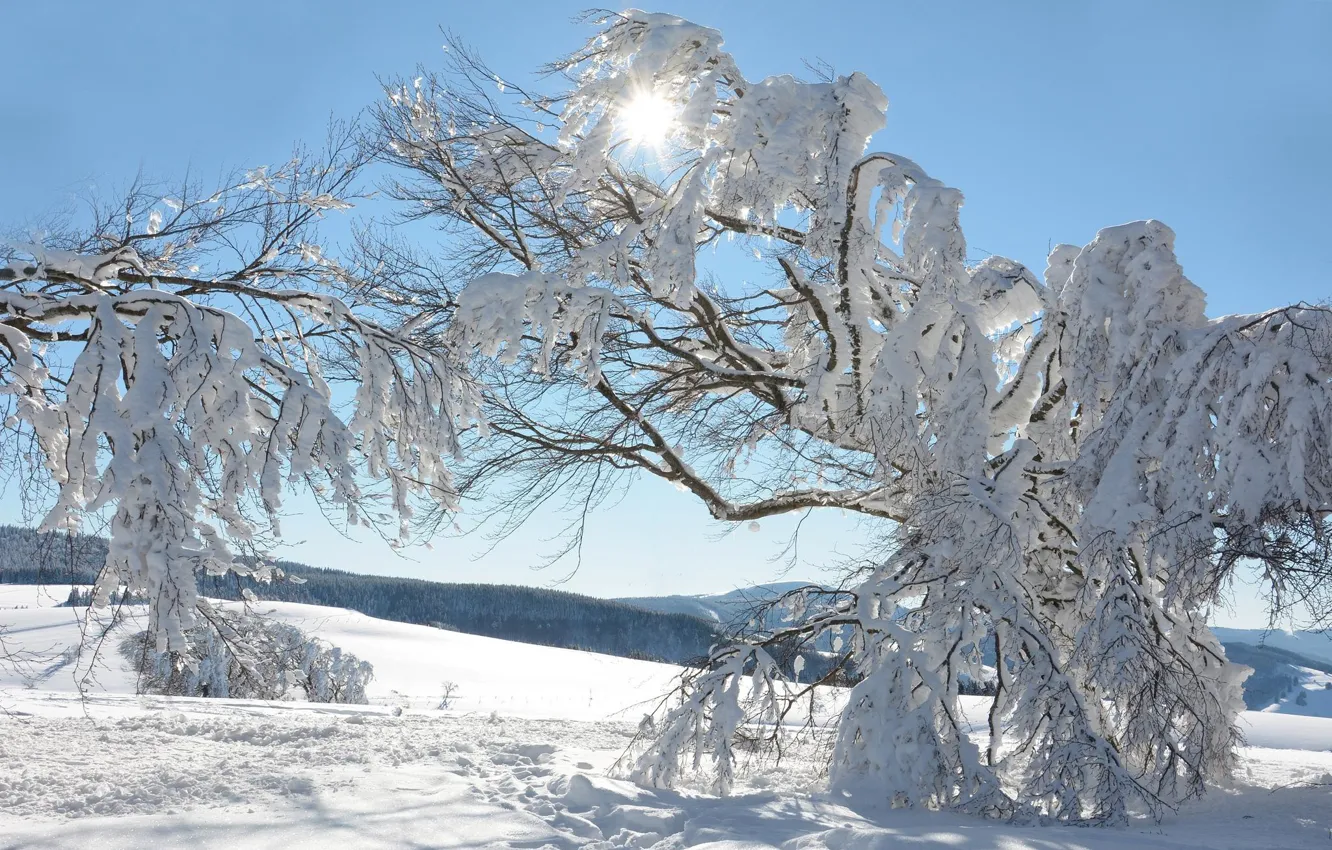 Wallpaper winter, frost, field, forest, the sun, light, snow, trees for ...