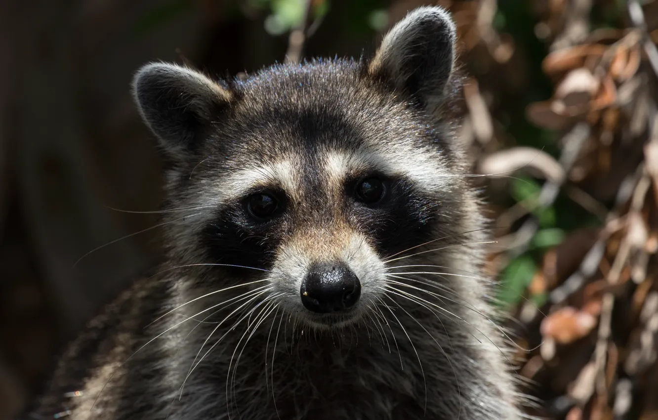 Wallpaper look, background, portrait, raccoon, face, cub for mobile and ...
