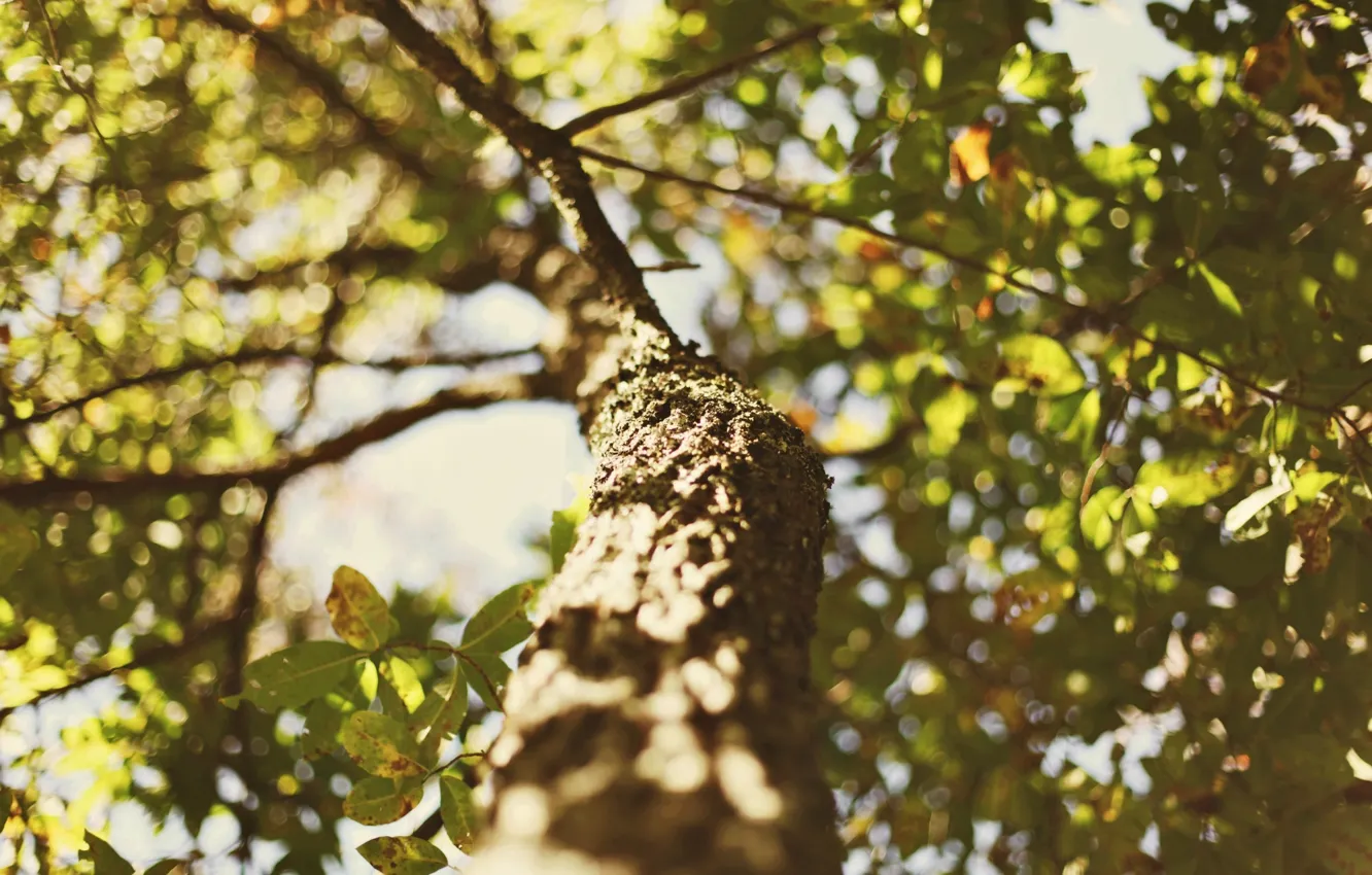 Wallpaper leaves, the sun, macro, trees, branches, background, tree ...