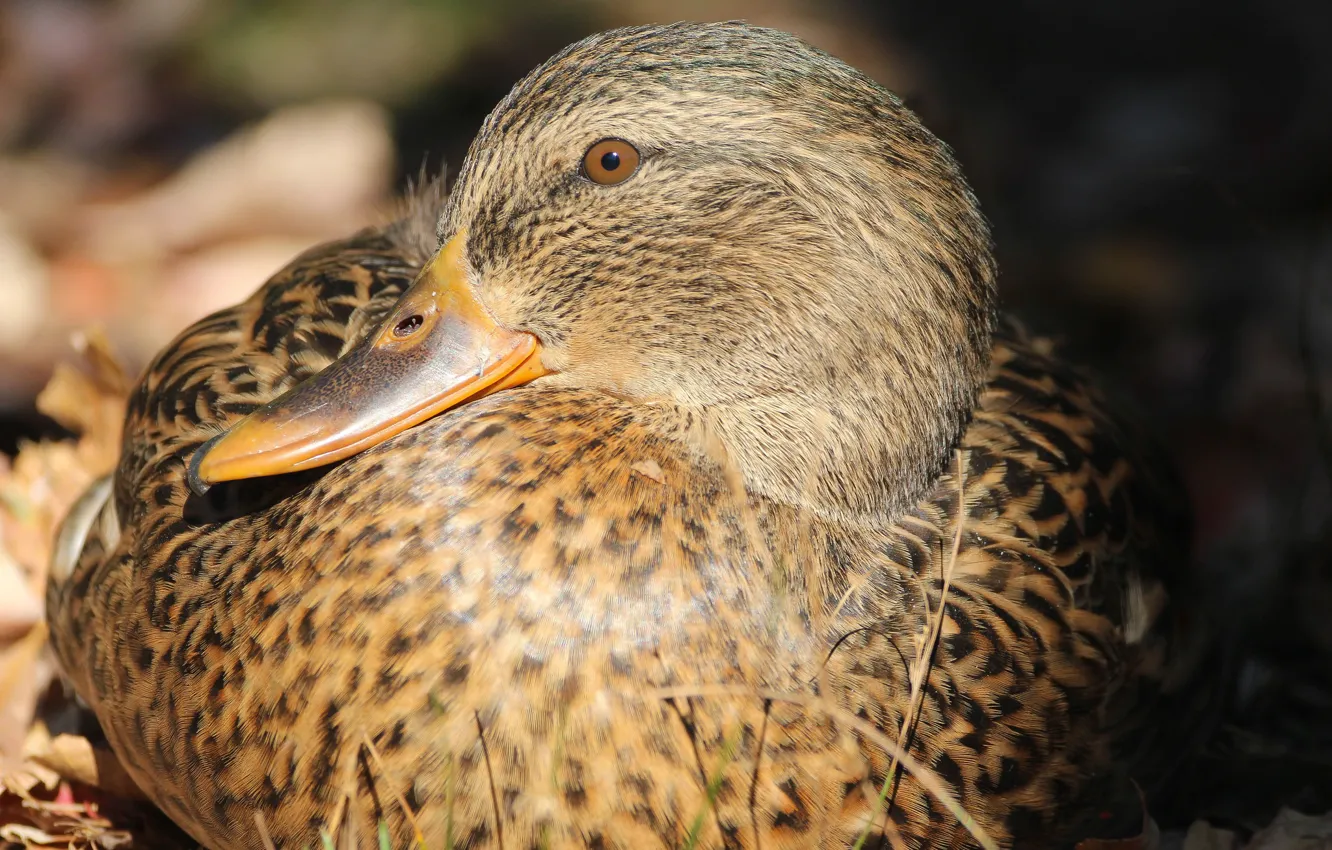 Wallpaper look, bird, beak, duck images for desktop, section животные ...