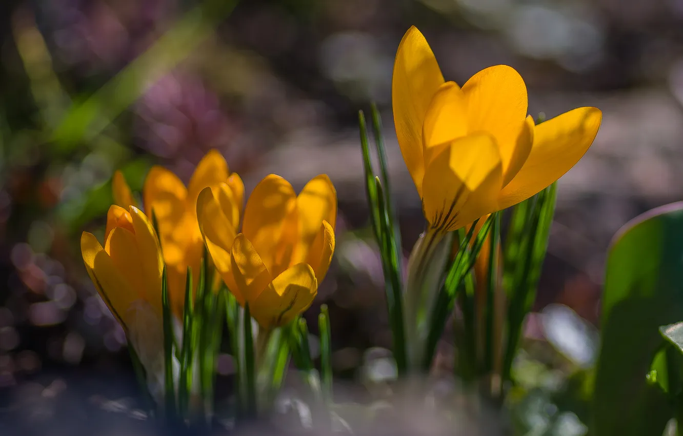 Wallpaper nature, spring, primroses, crocuses are yellow for mobile and ...