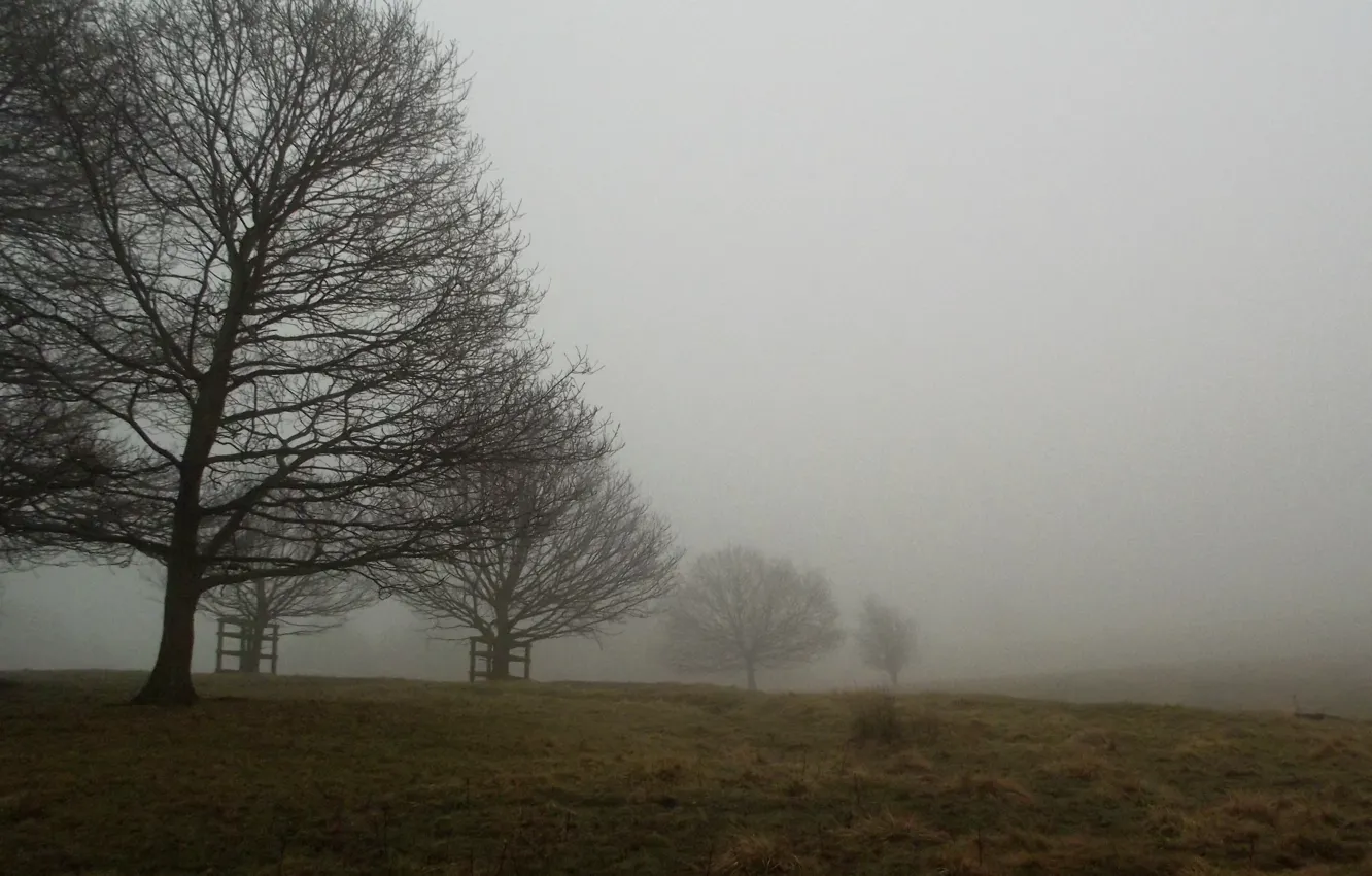 Wallpaper field, autumn, trees, fog, trees, field, autumn, fog for ...