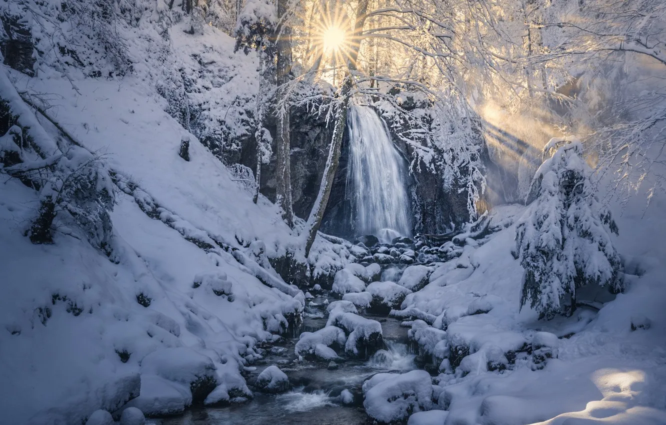 Wallpaper winter, frost, forest, the sun, light, snow, trees, branches ...