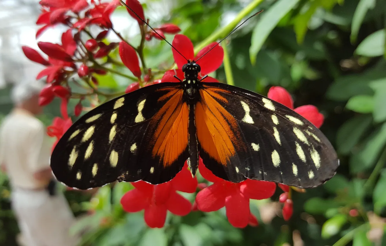 Wallpaper flowers, butterfly, wings, closeup for mobile and desktop ...