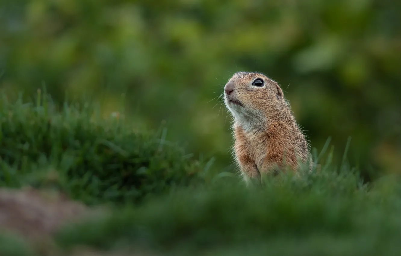 Wallpaper grass, look, nature, face, gopher for mobile and desktop, section животные, resolution ...