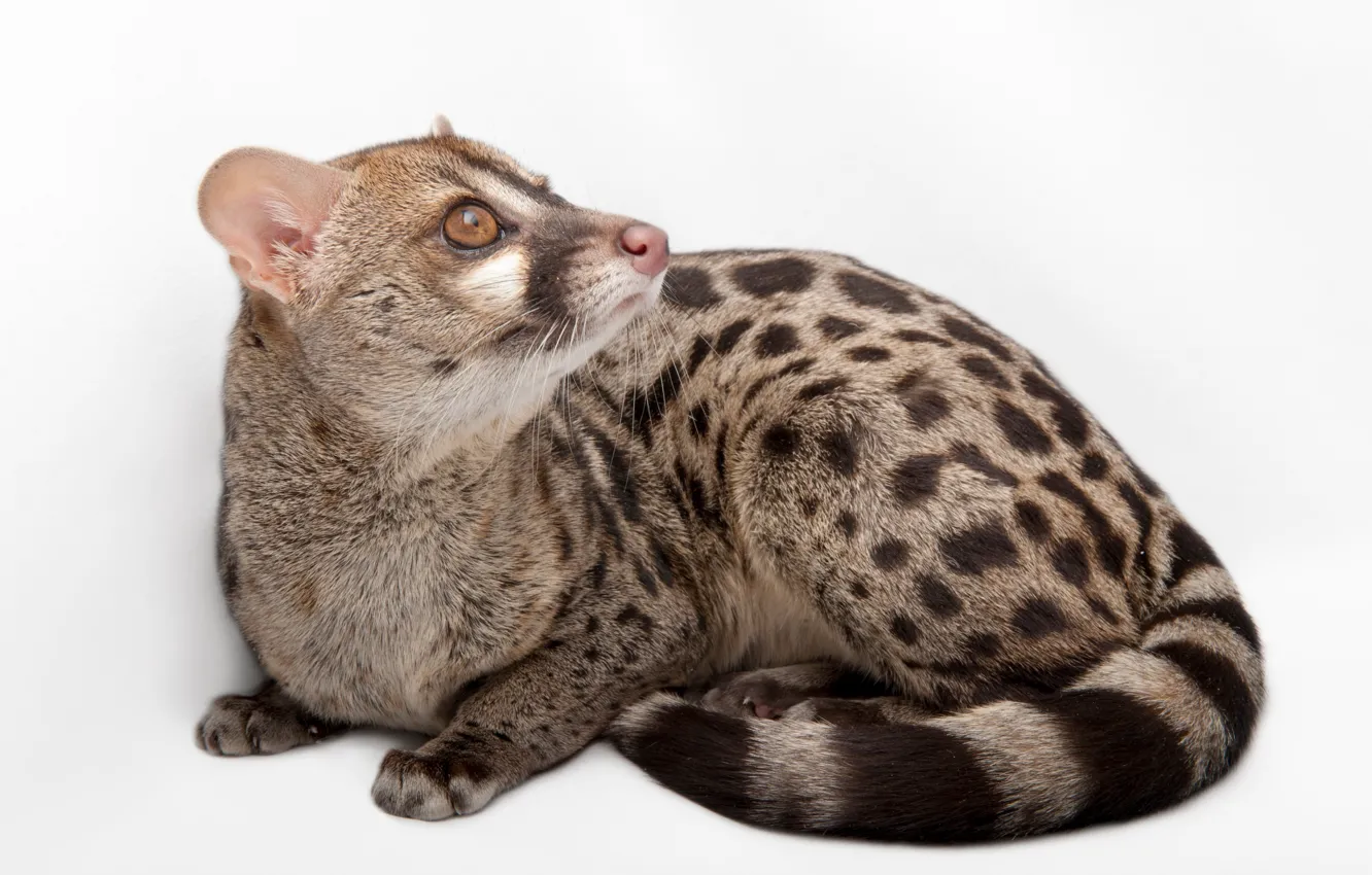 Wallpaper animals, white background, mammals, chord, predatory ...