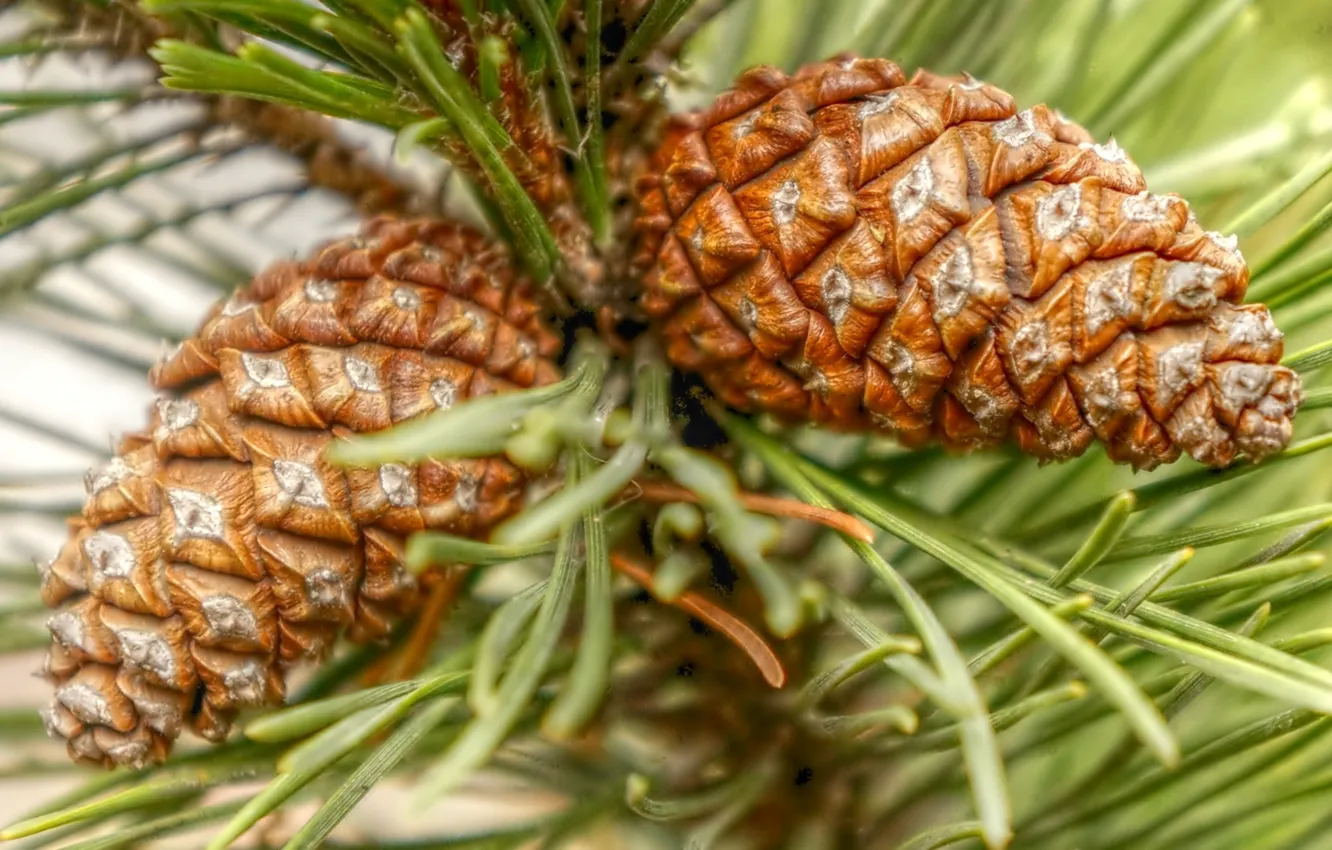 Wallpaper pine, twig, cone for mobile and desktop, section природа ...