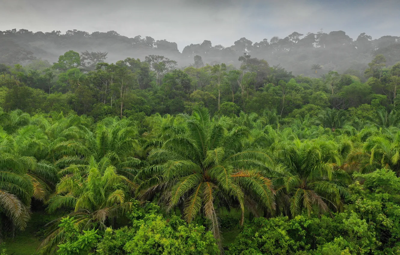 Wallpaper Thailand, rain, tree, plant, plantation, palm, rainforest ...
