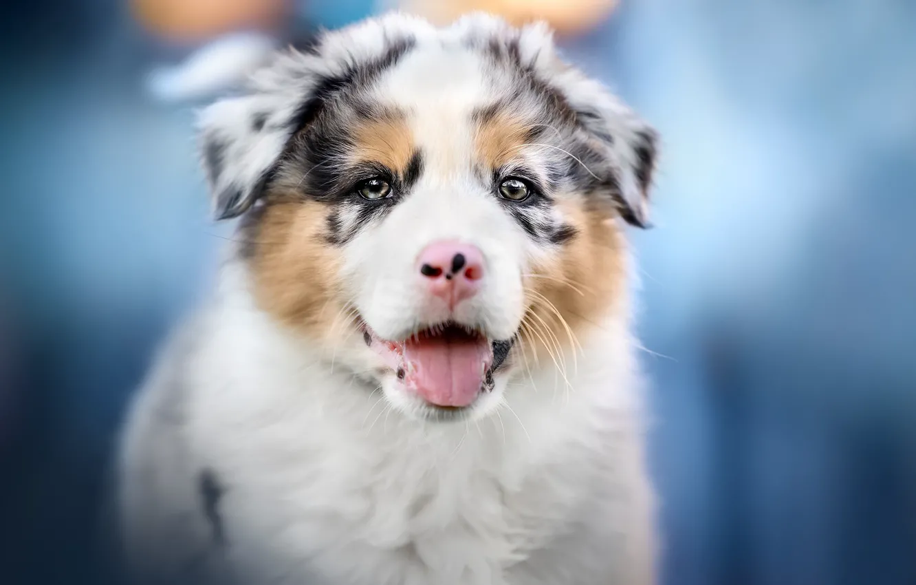 Wallpaper background, dog, puppy, face, Australian shepherd, Aussie for ...