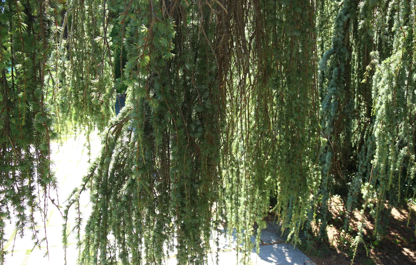 Wallpaper nature, greenery, foliage, outdoors, evergreen, coniferous ...