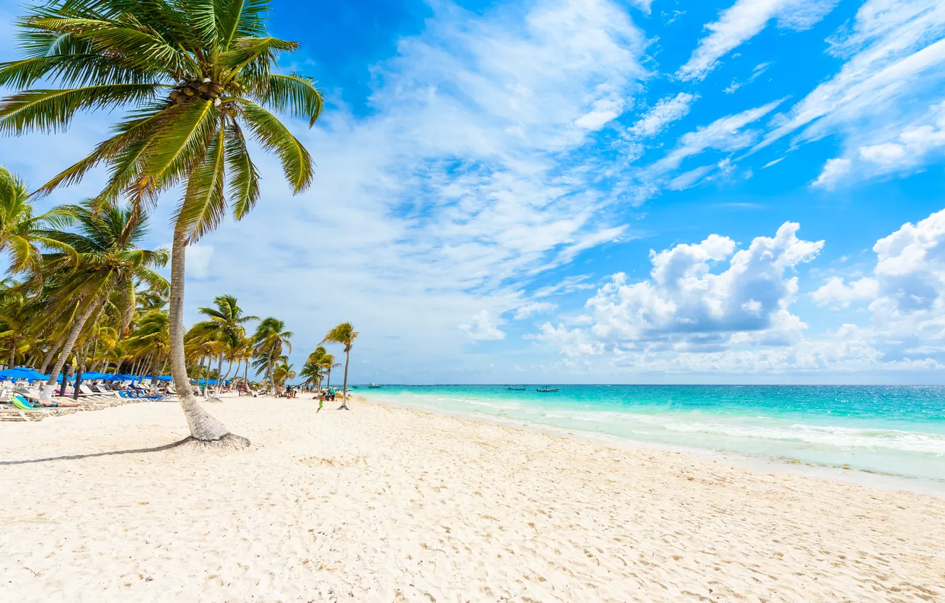 Wallpaper beach, palm trees, relaxation for mobile and desktop, section ...
