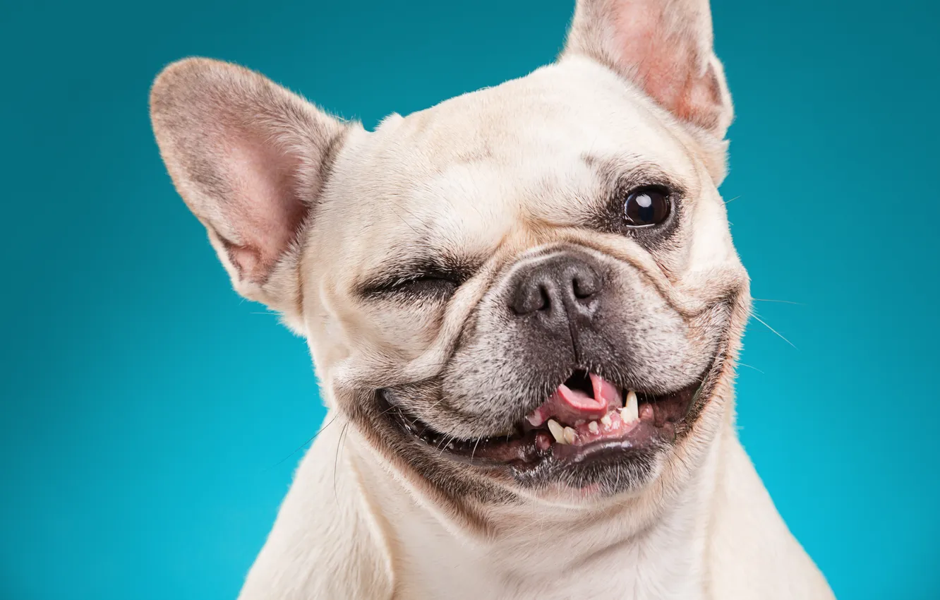 Wallpaper dog, look, Happy for mobile and desktop, section собаки ...