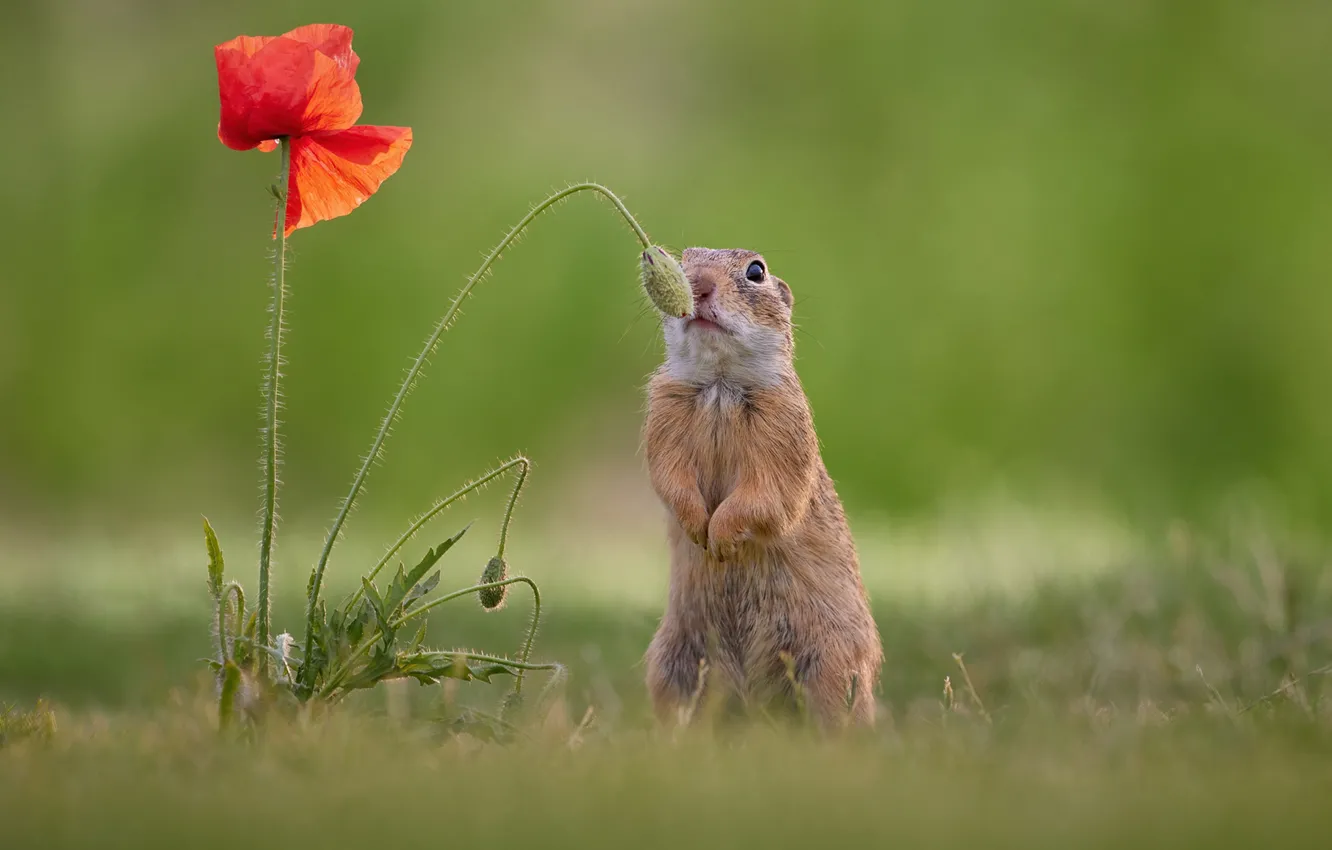 Wallpaper flower, pose, Mac, Maki, legs, Bud, the smell, gopher for ...