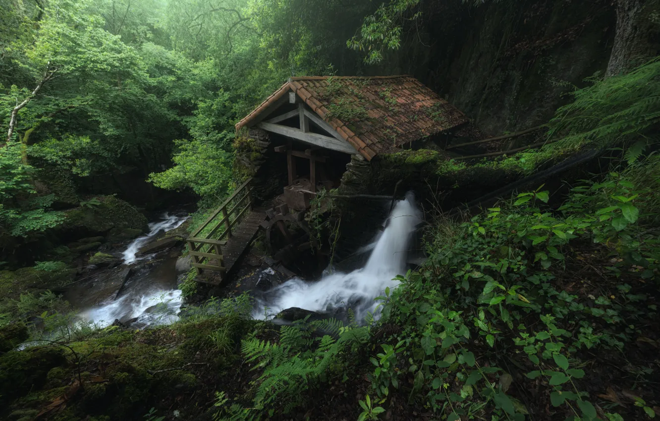 Wallpaper greens, forest, trees, branches, nature, shore, foliage, hut ...