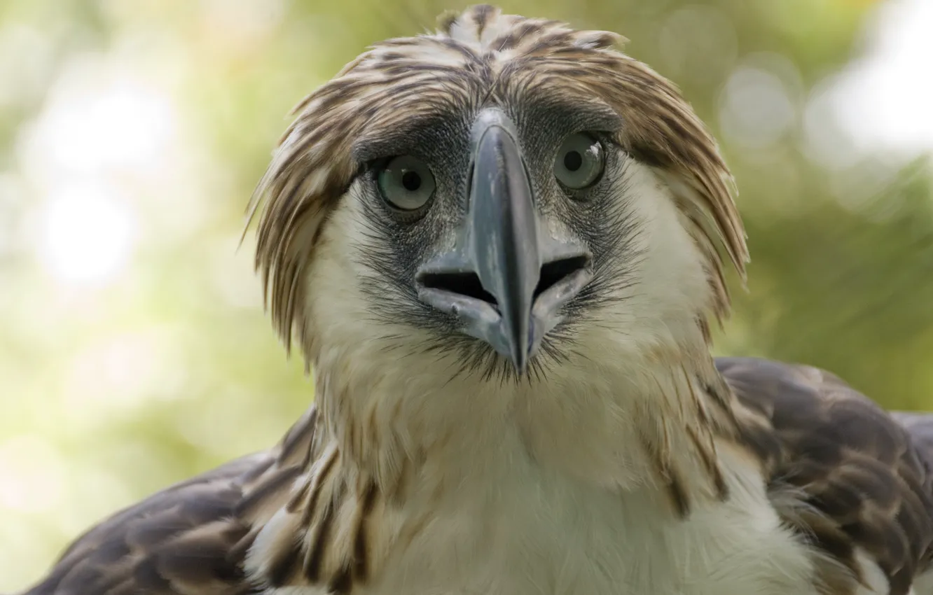 Wallpaper bird, Philippine-Eagle-, monkey eater for mobile and desktop ...