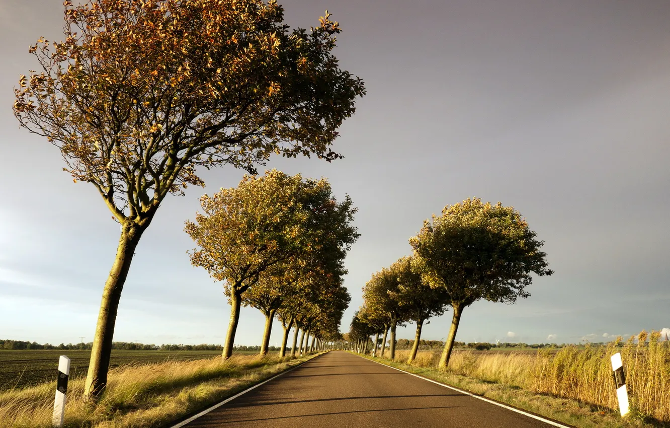 Wallpaper road, trees, landscape for mobile and desktop, section ...