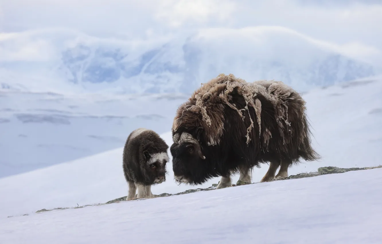 Wallpaper winter, snow, musk ox for mobile and desktop, section ...