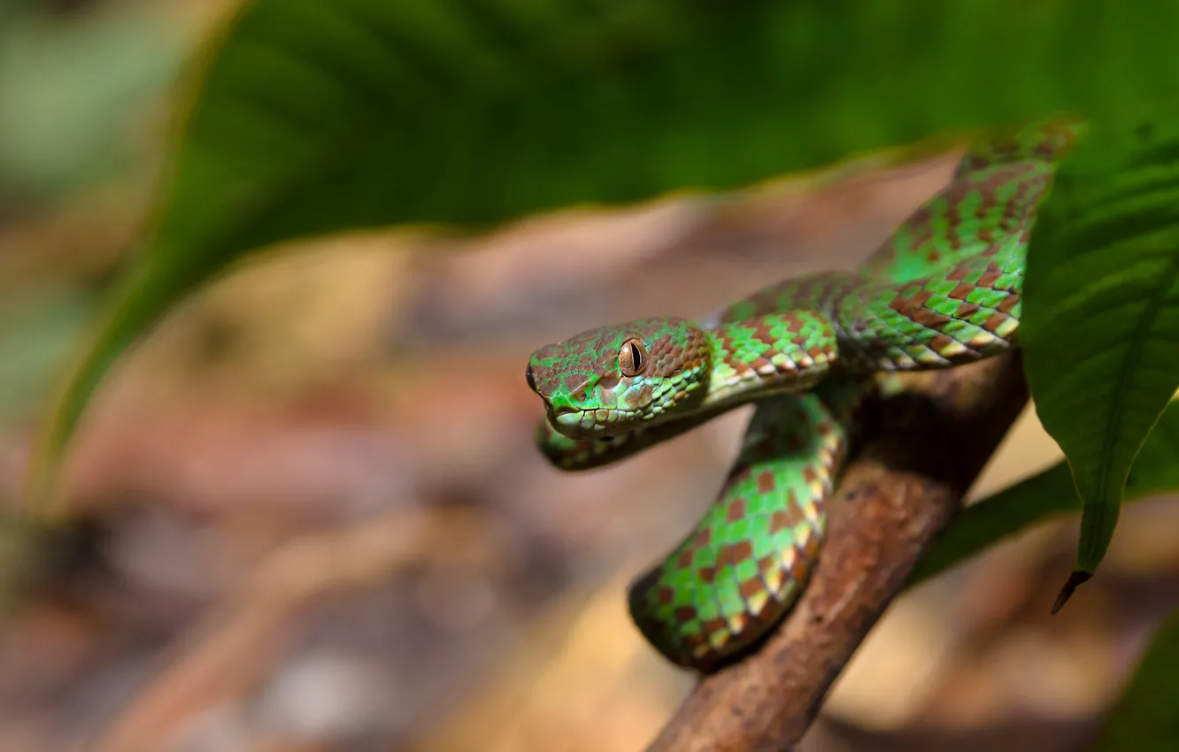 Wallpaper leaves, branches, green, snake, bokeh for mobile and desktop ...