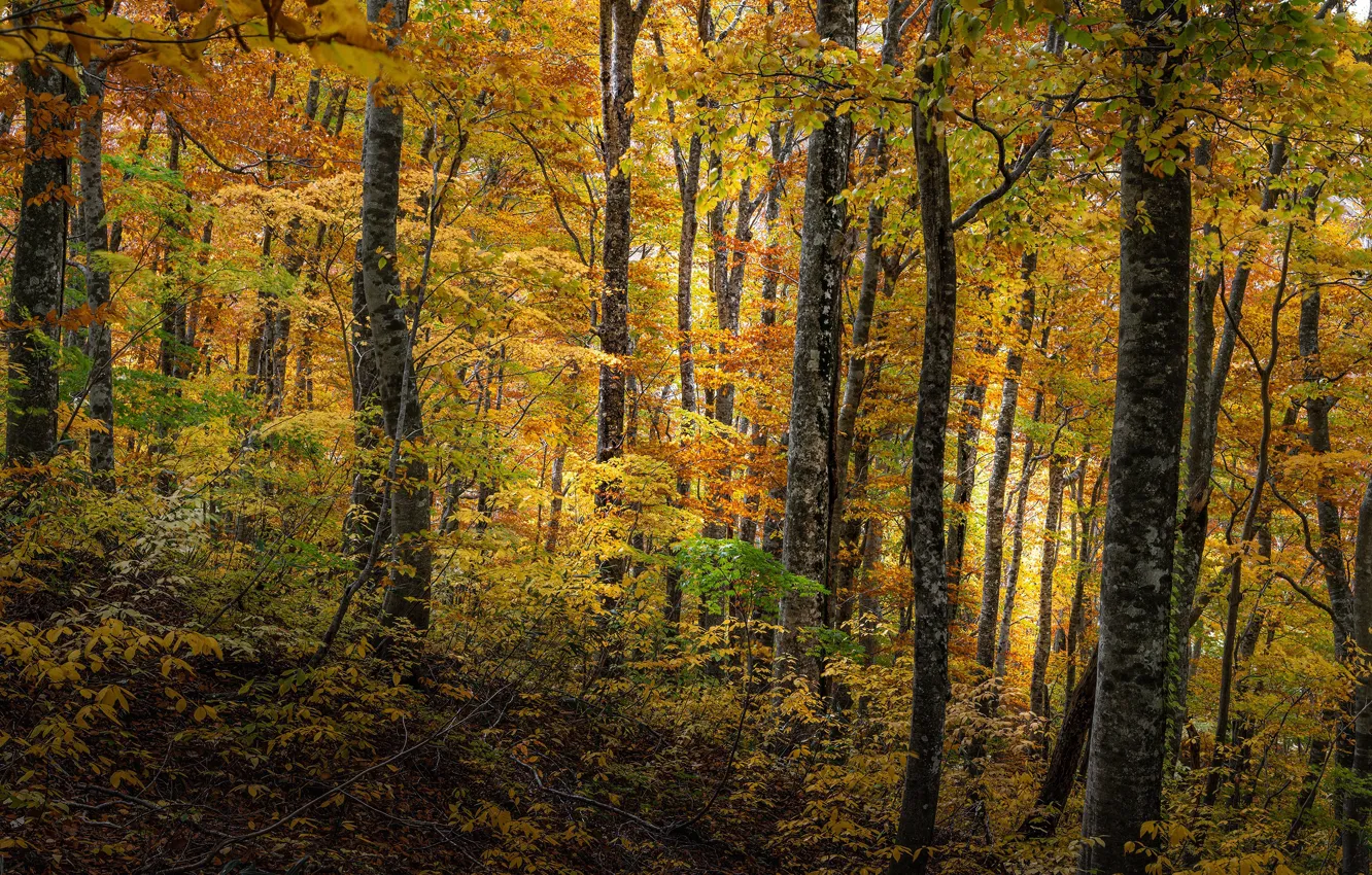 Wallpaper autumn, forest, trees for mobile and desktop, section природа ...