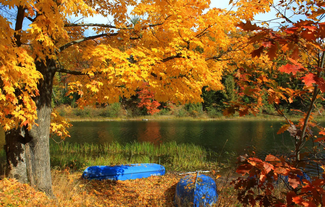 Wallpaper forest, lake, photo, tree, boats for mobile and desktop ...