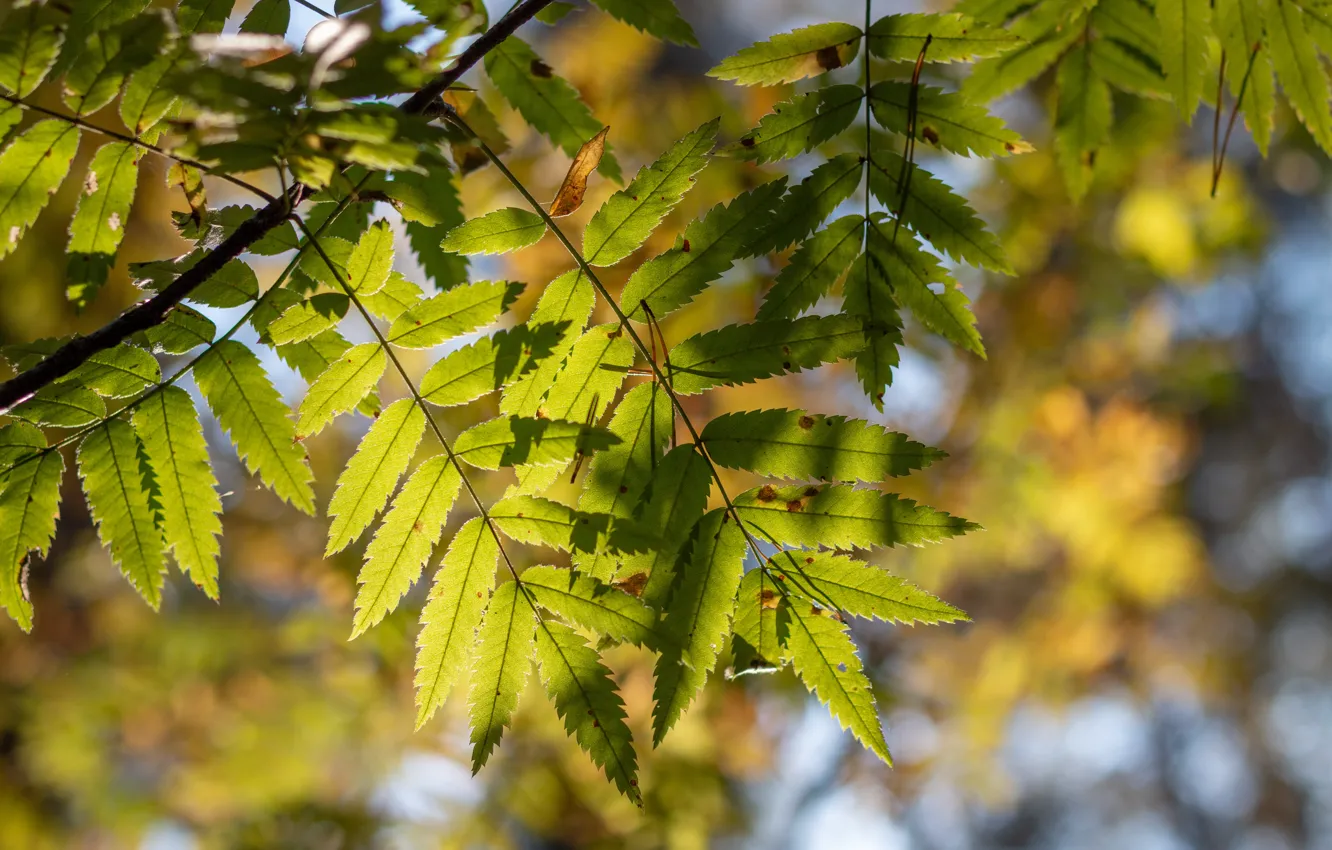 Wallpaper autumn, nature, tree, Rowan images for desktop, section ...