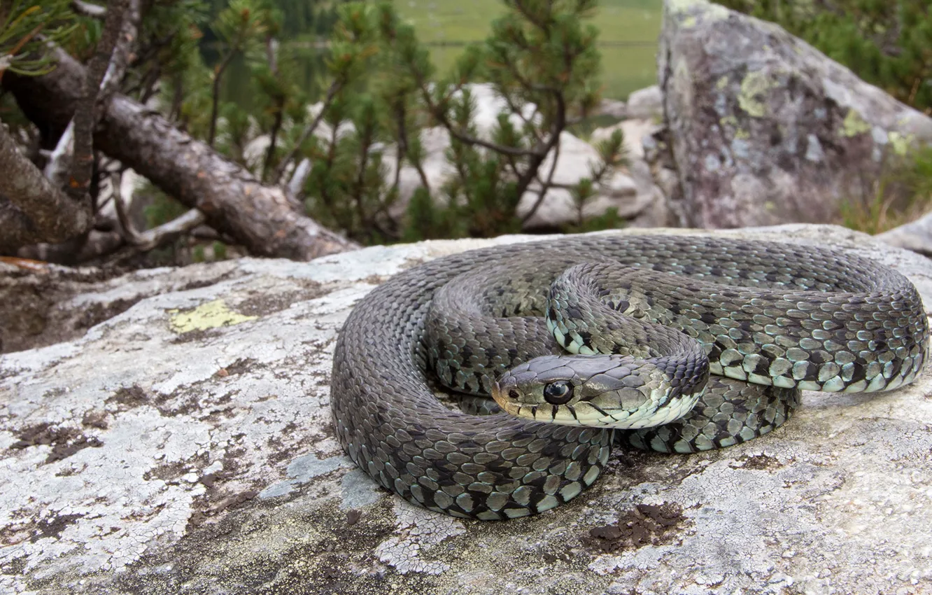 Wallpaper stones, background, snake, ate for mobile and desktop ...