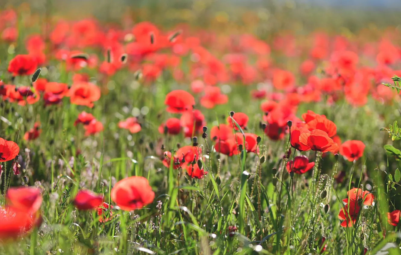 Wallpaper Flowers Red Blur Glade Bokeh Greens Maki Poppy Field