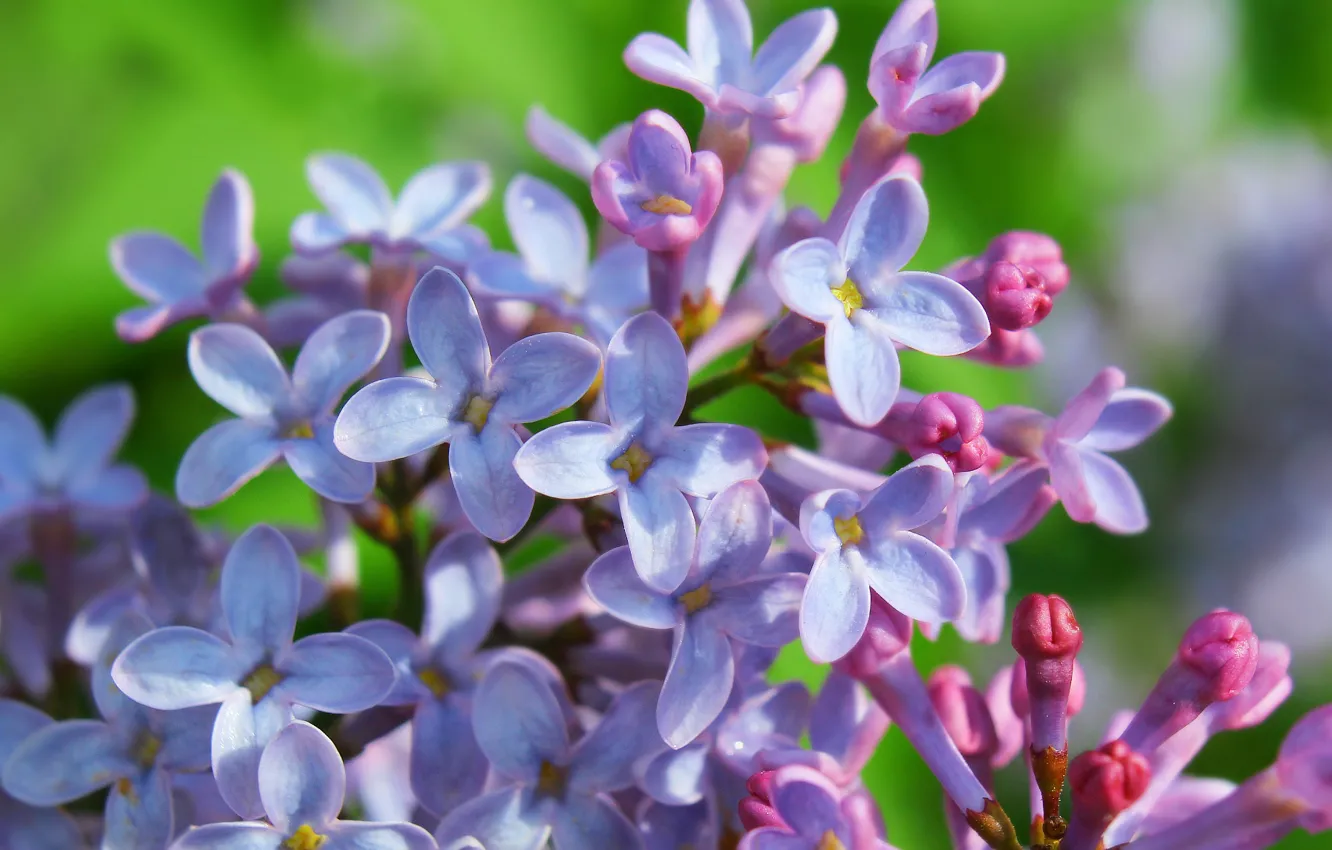Wallpaper flower, spring, lilac for mobile and desktop, section природа ...