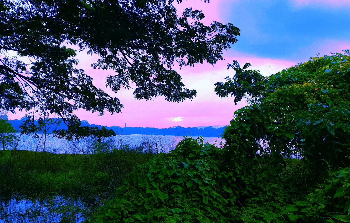 Wallpaper grass, sky, trees, water, clouds, lake, morning, bushes for ...