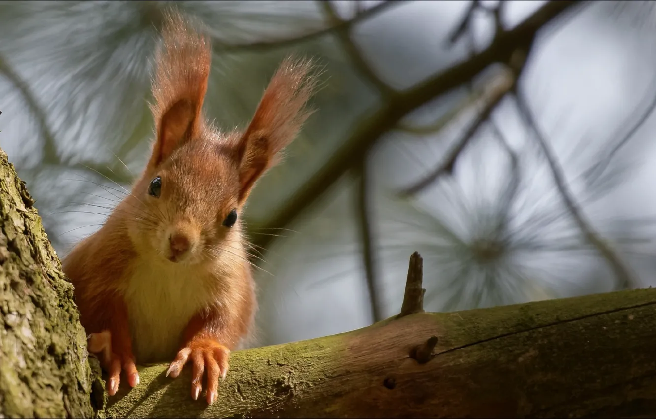 Wallpaper look, squirrel, Animals, curious for mobile and desktop, section животные, resolution ...