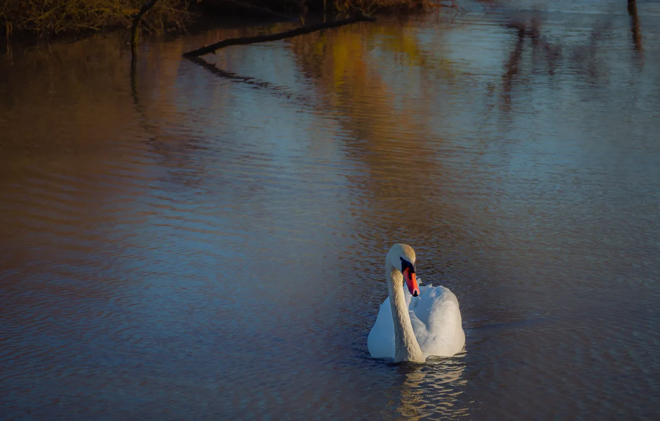 Wallpaper white, water, branches, reflection, bird, ruffle, swans, pond ...