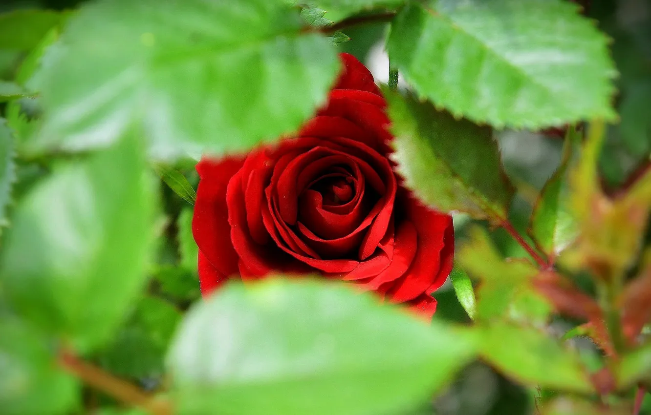 Wallpaper red rose, Red rose, Green leaves, Green leaves for mobile and ...
