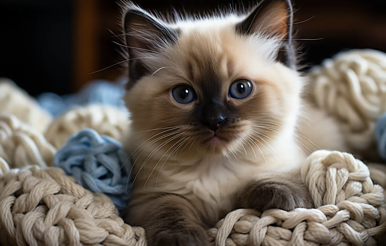 Wallpaper cat, look, pose, kitty, face, AI art, neural network for ...