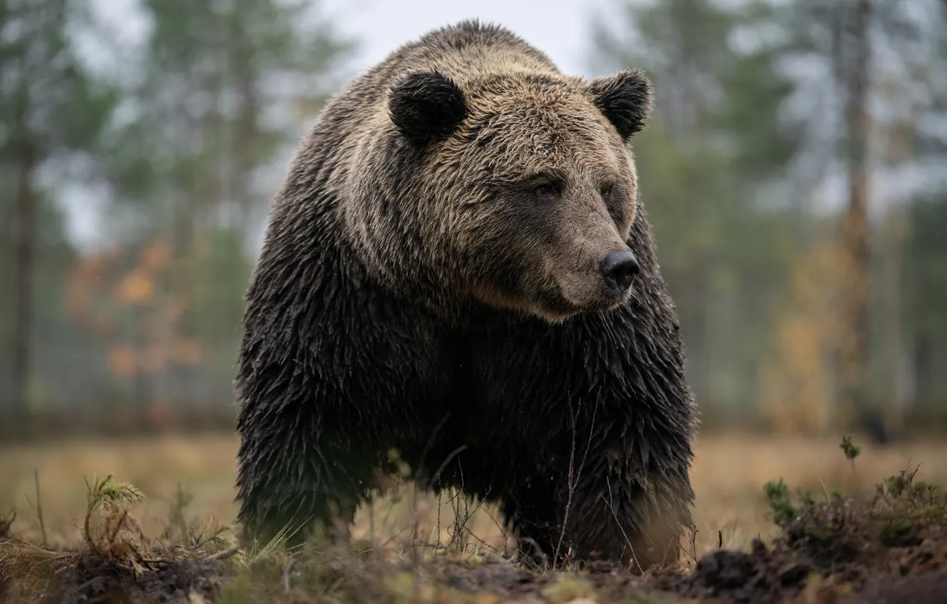 Wallpaper look, face, nature, pose, bear for mobile and desktop ...