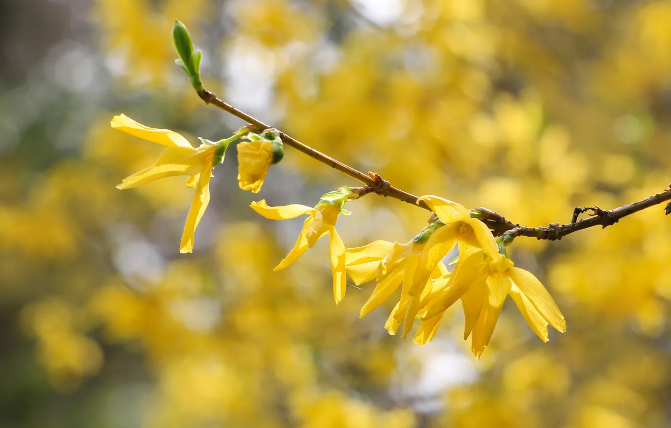 Wallpaper flower, spring, twig for mobile and desktop, section природа ...