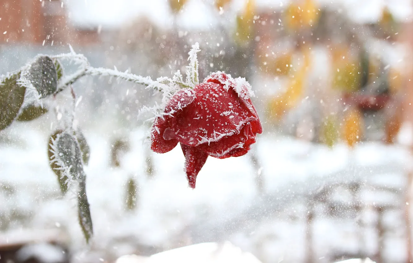 Wallpaper winter, flower, snow, rose, garden, Bud, red, Blizzard for ...