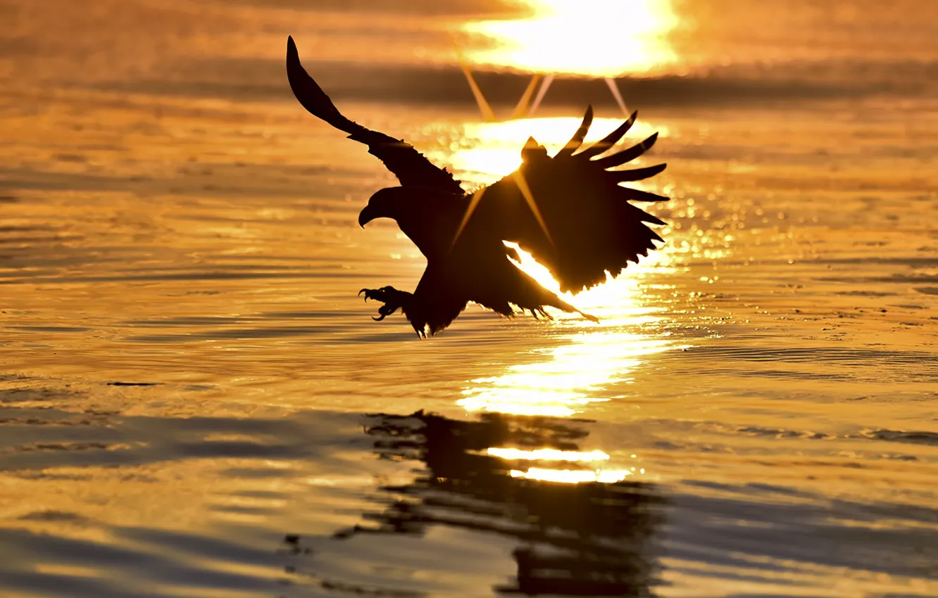 Wallpaper WATER, The SUN, BIRD, LIGHT, RAYS, SILHOUETTE, HAWK ...