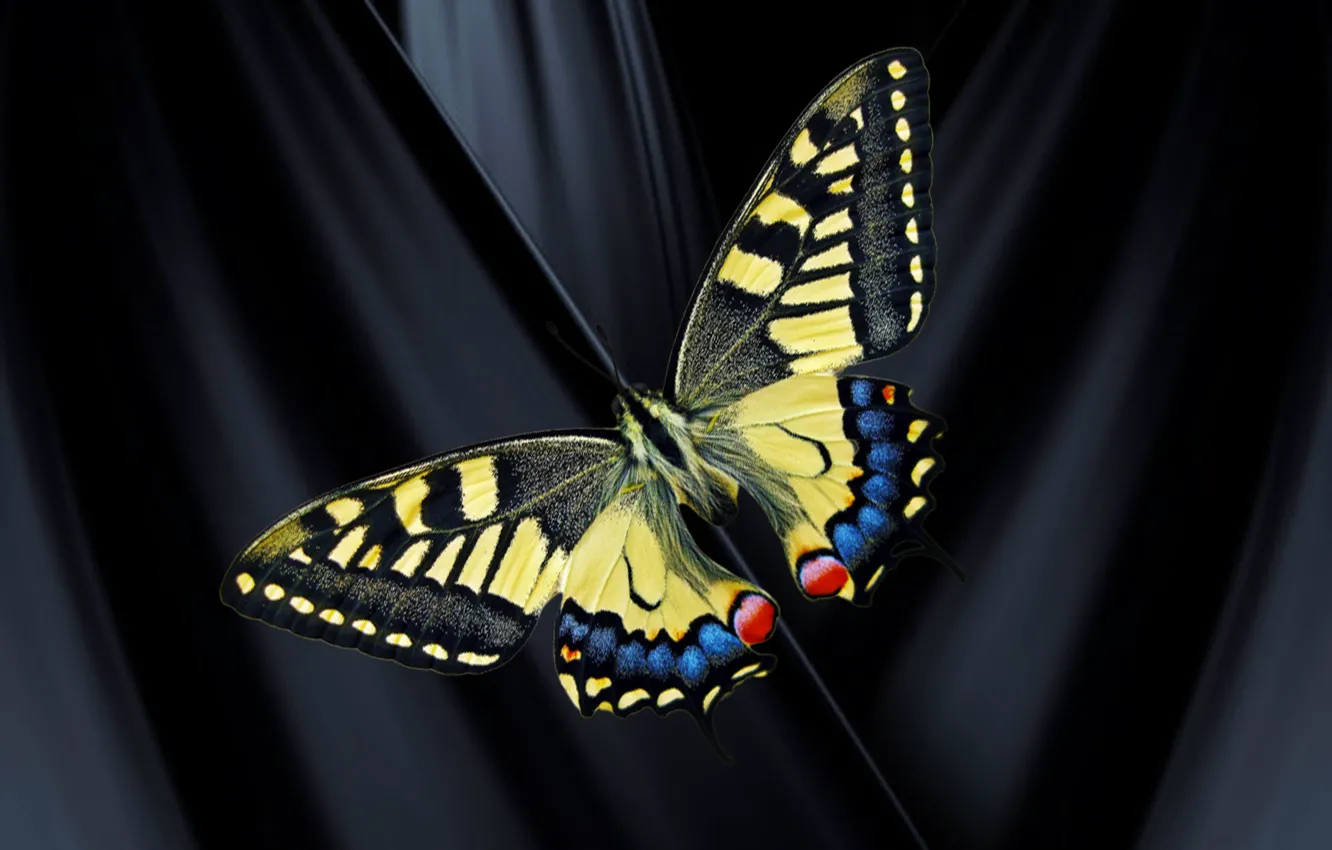 Wallpaper butterfly, scene, contrast, black silk for mobile and desktop ...
