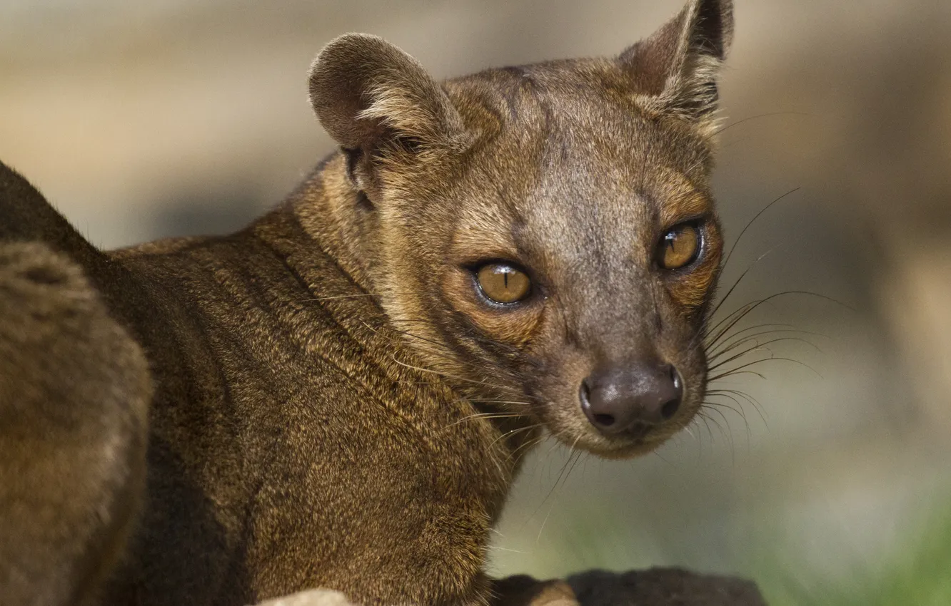 Wallpaper look, face, pose, portrait, lies, fossa for mobile and ...