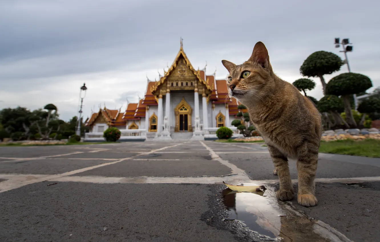 Wallpaper Cat, Cat, Thailand, Bangkok, Thailand, Bangkok, Buddhism ...