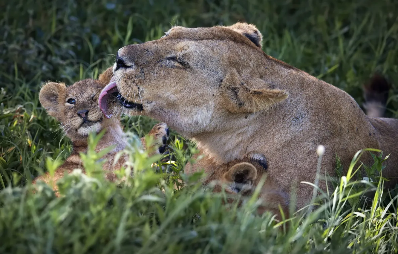 Wallpaper lioness, Cub, mother, felines for mobile and desktop, section ...