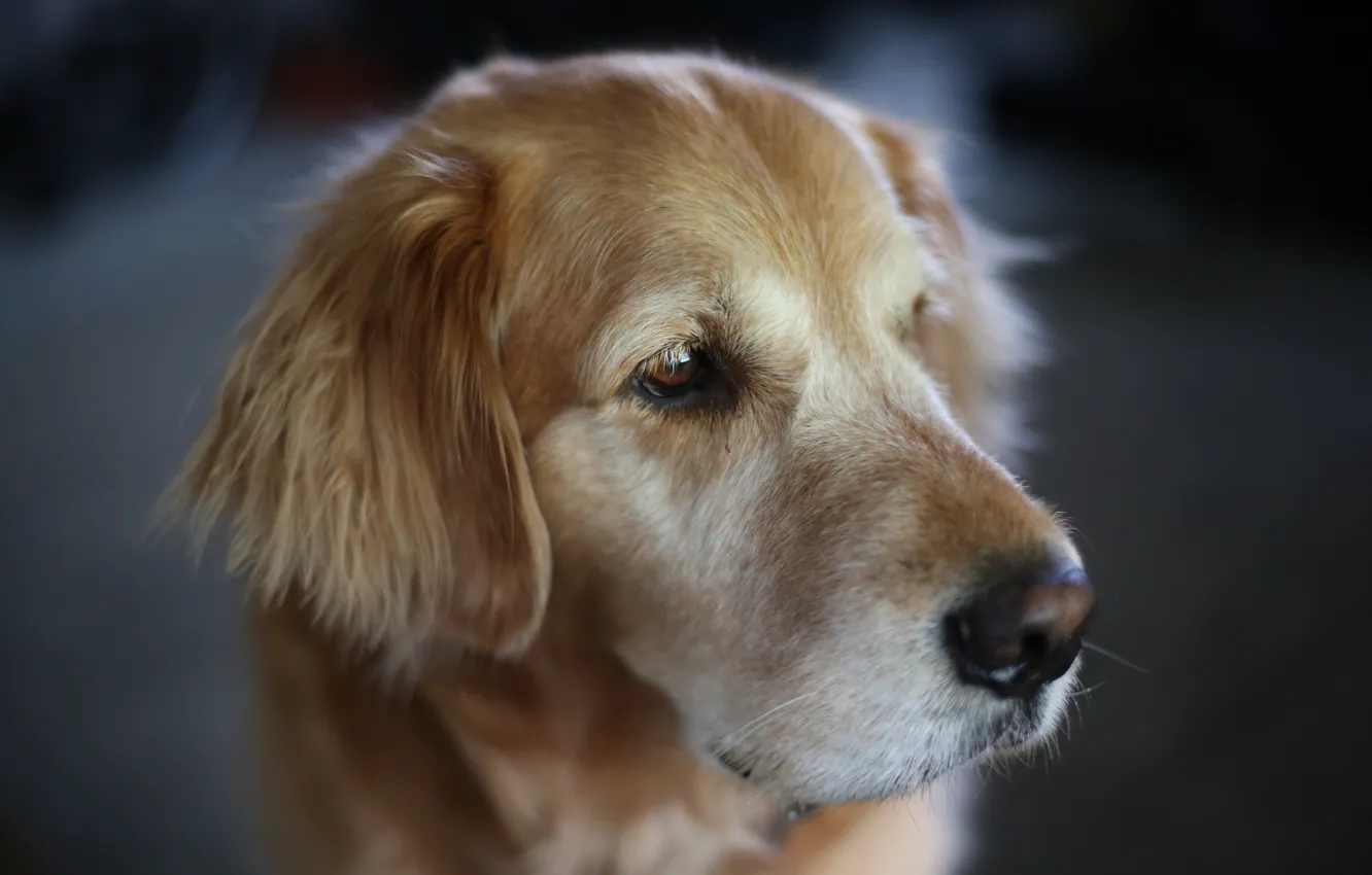 Wallpaper macro, photo, dog for mobile and desktop, section собаки ...