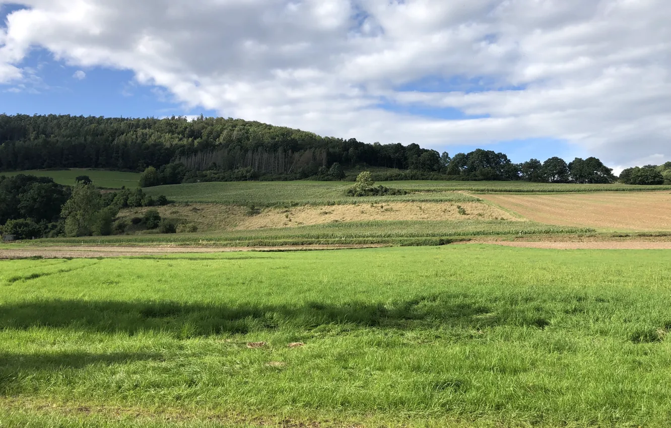 Wallpaper field, forest, the sky, grass, beautiful for mobile and ...