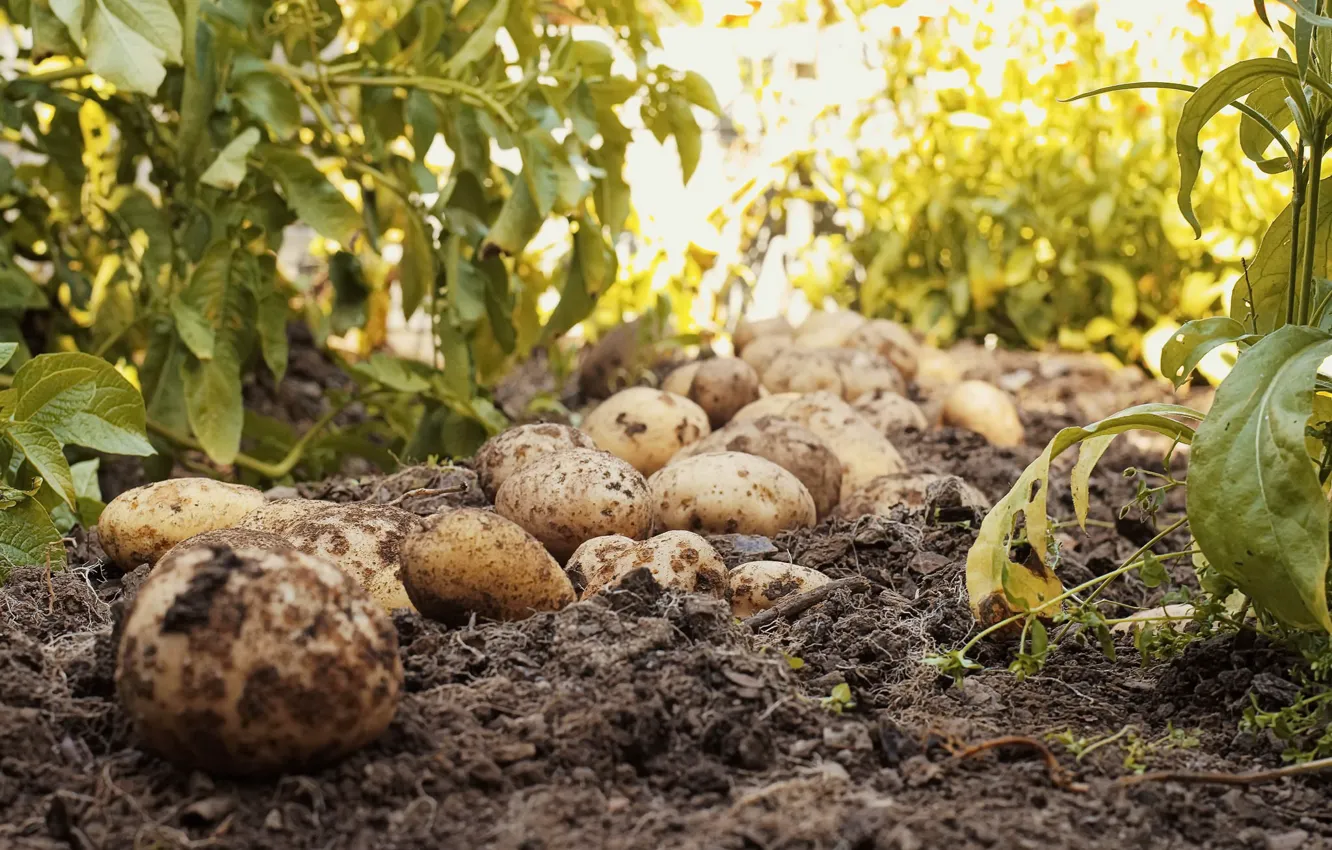 Wallpaper earth, potatoes, nature for mobile and desktop, section еда ...