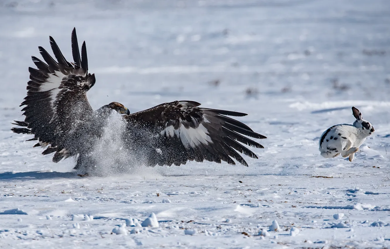 Wallpaper rabbit, eagle, survival, hunting for mobile and desktop ...