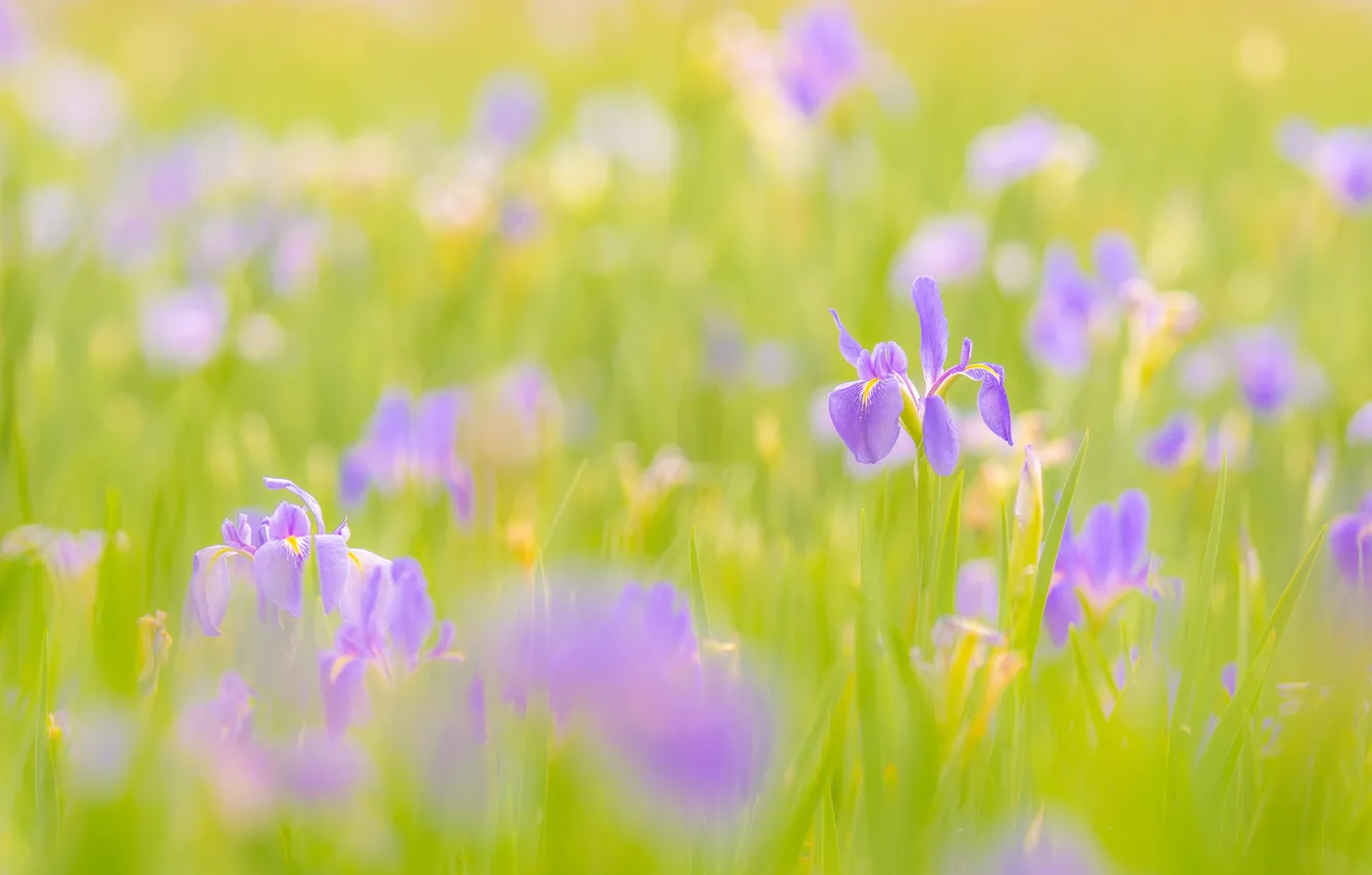 Wallpaper flowers, spring, iris for mobile and desktop, section цветы ...